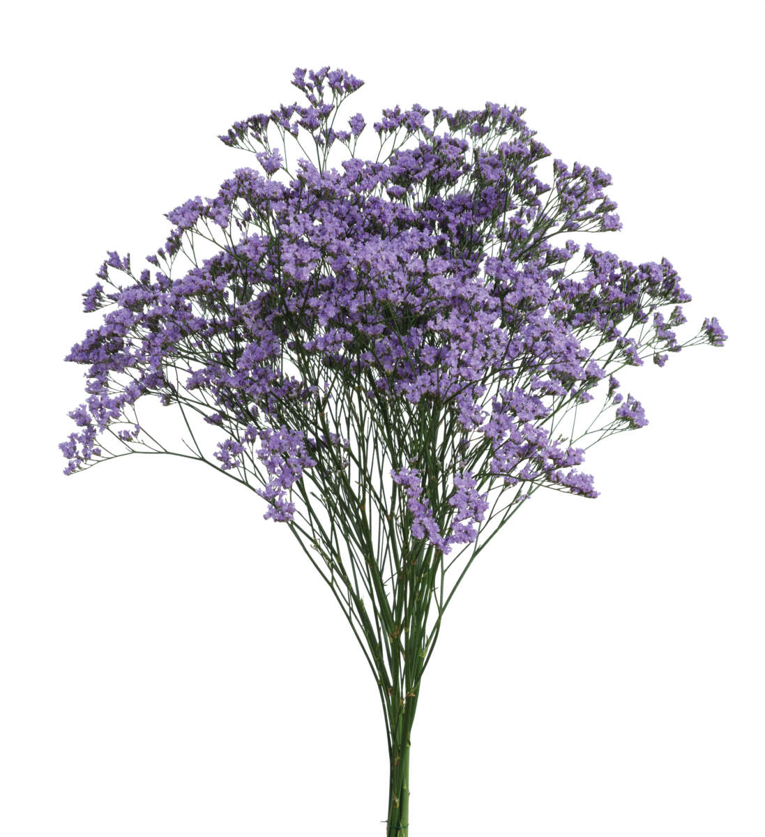 SAFORA™ Series - Danziger