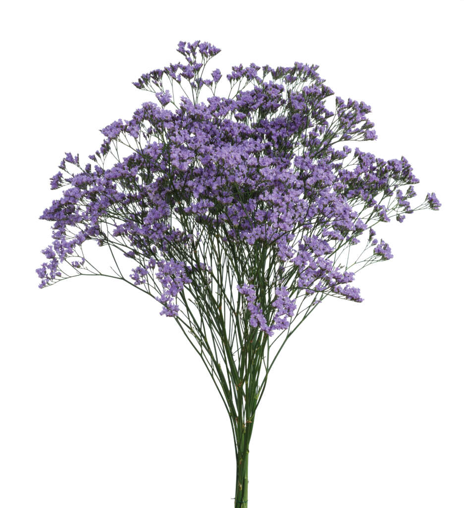 SAFORA™ Series - Danziger