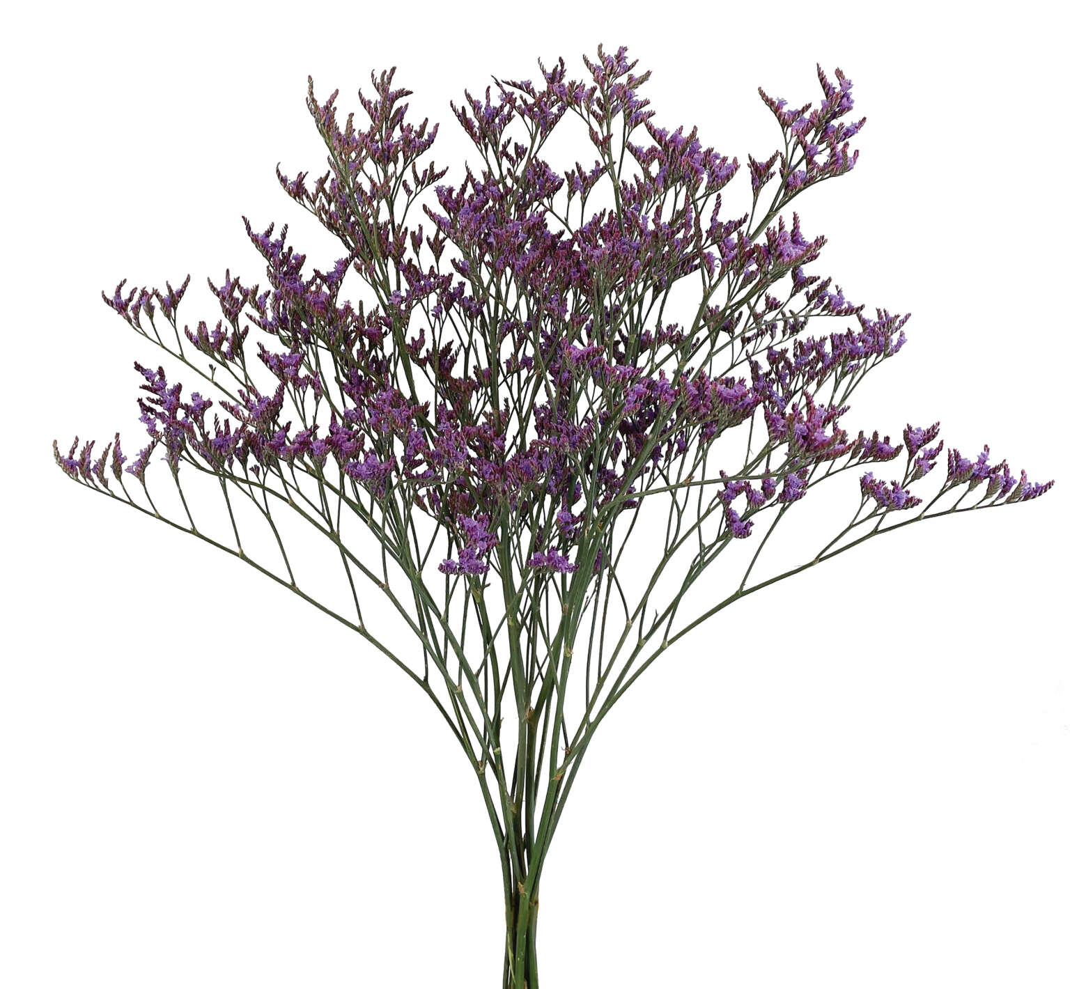 SAFORA™ Series - Danziger