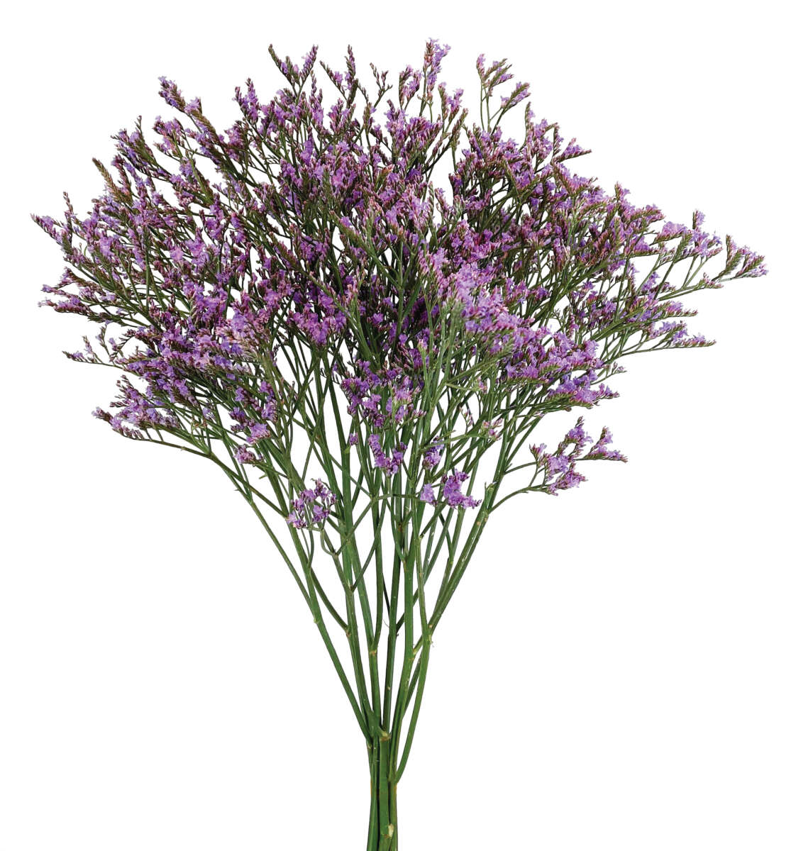 SAFORA™ Series - Danziger