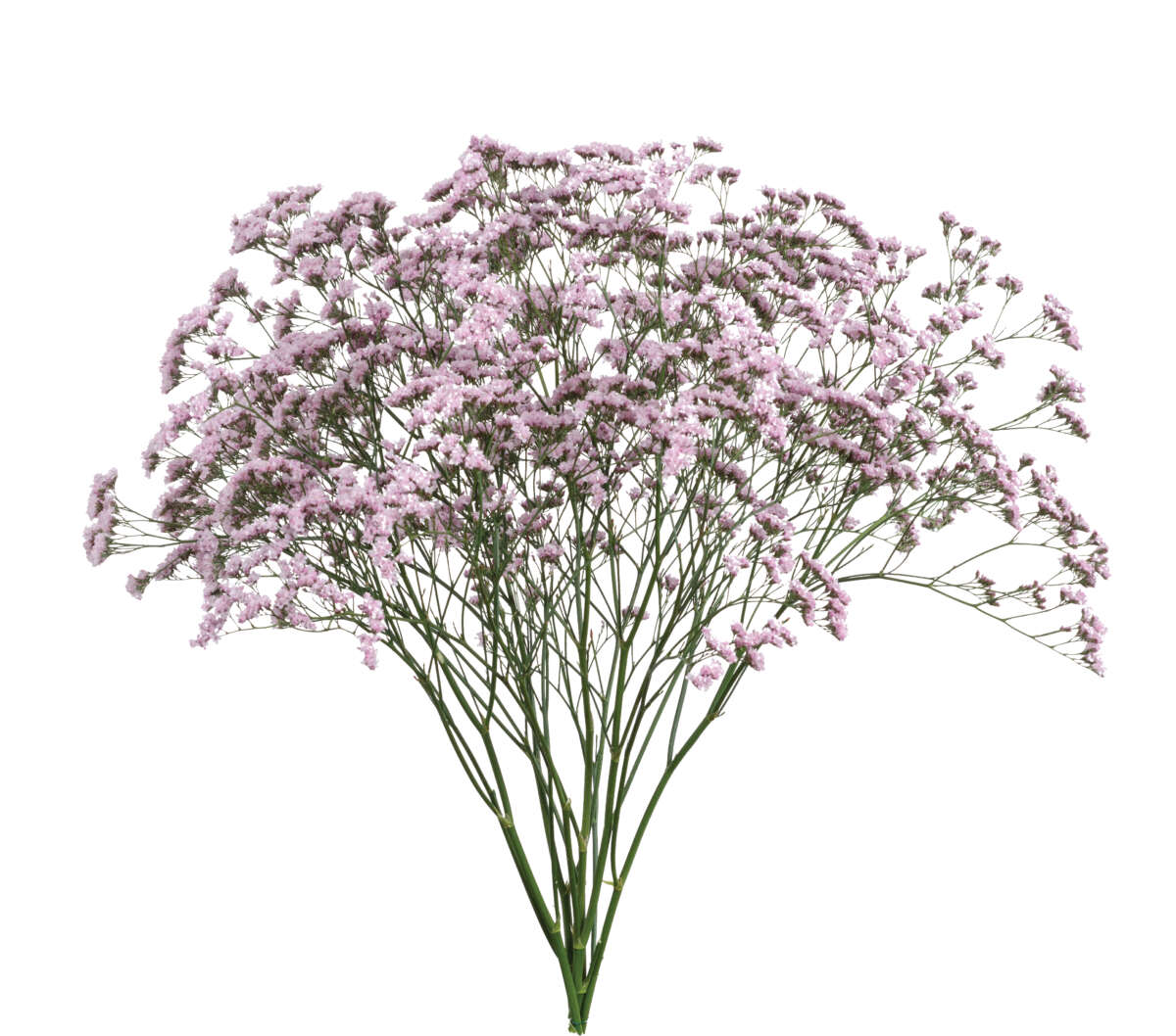 SAFORA™ OSHI PINK - Danziger