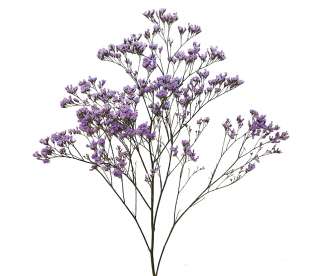 SAFORA™ Series Archives - Danziger