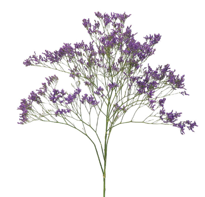 SAFORA™ Series Archives - Danziger