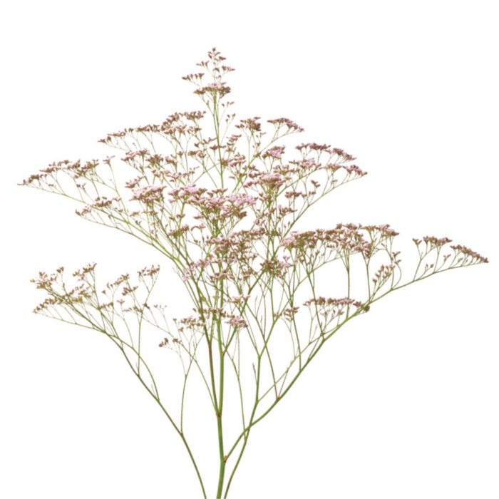 SAFORA™ Series Archives - Danziger