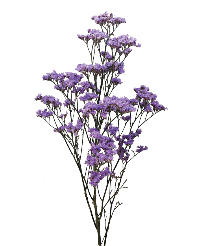 SAFORA™ CLASSIC BLUE - Danziger