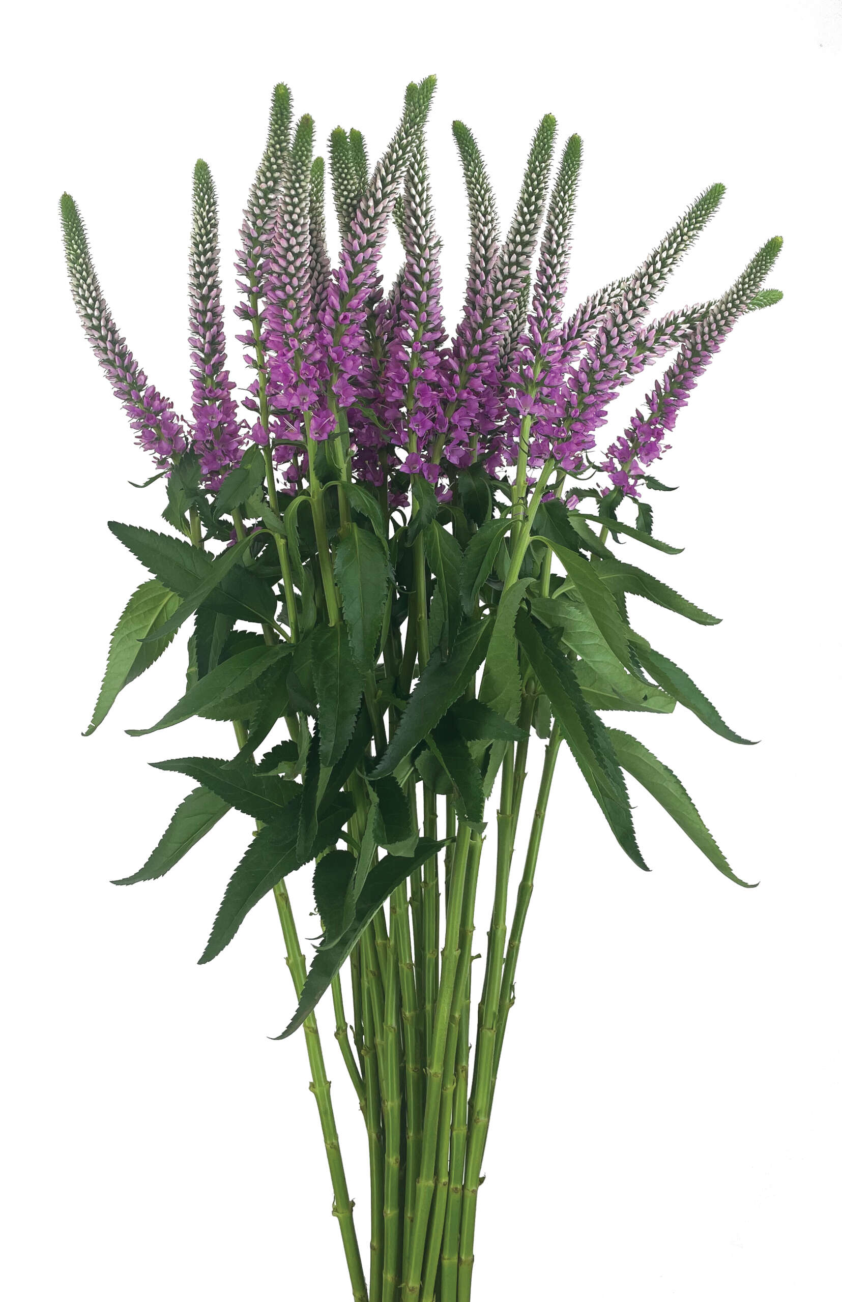 SKYLER™ series - Danziger