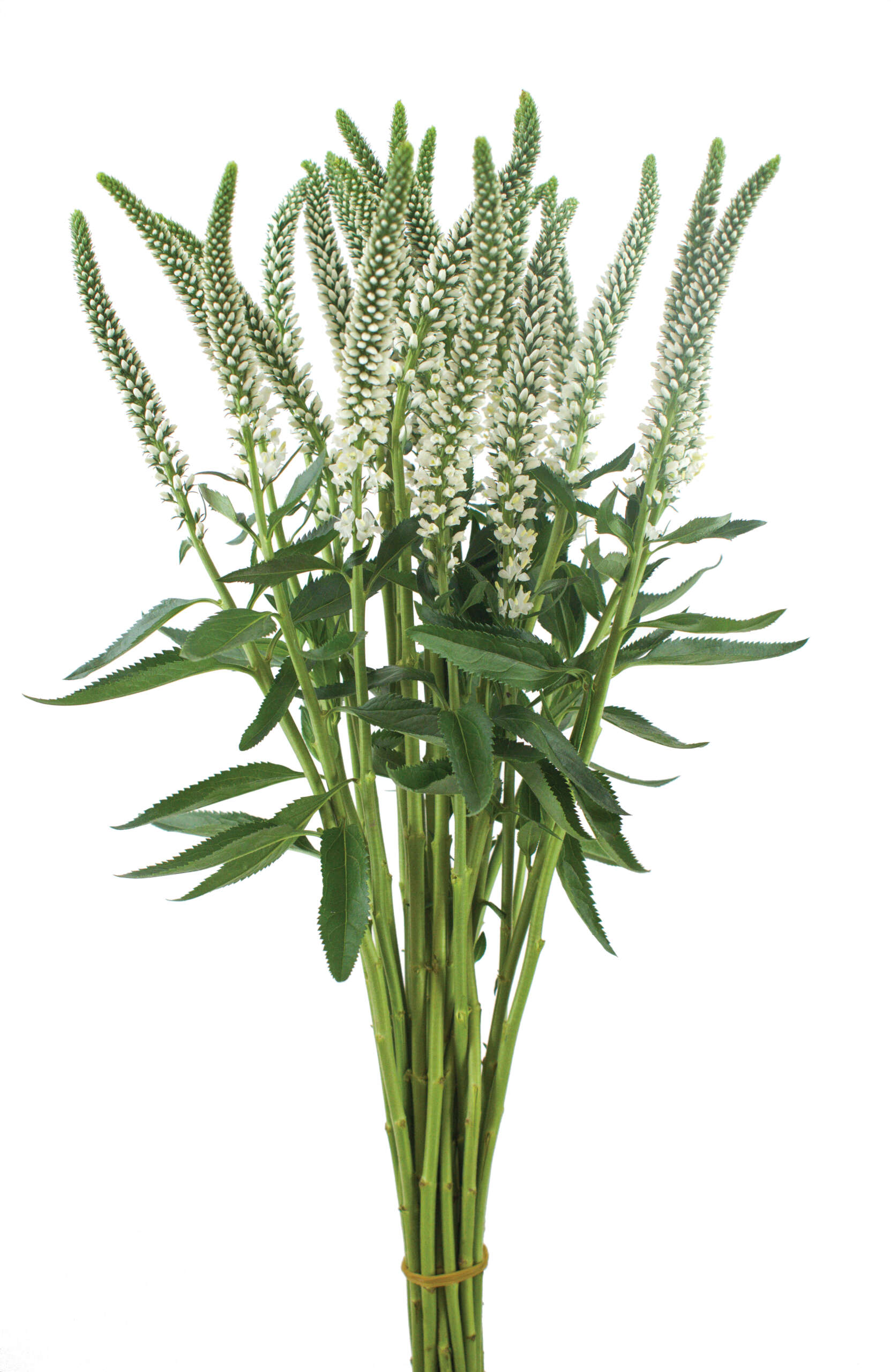 SKYLER™ series - Danziger