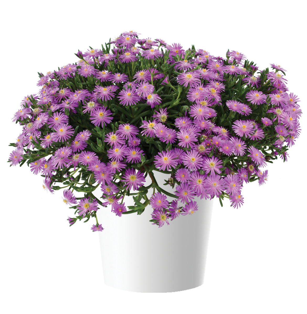 DELIGHTFUL™ Pink - Danziger