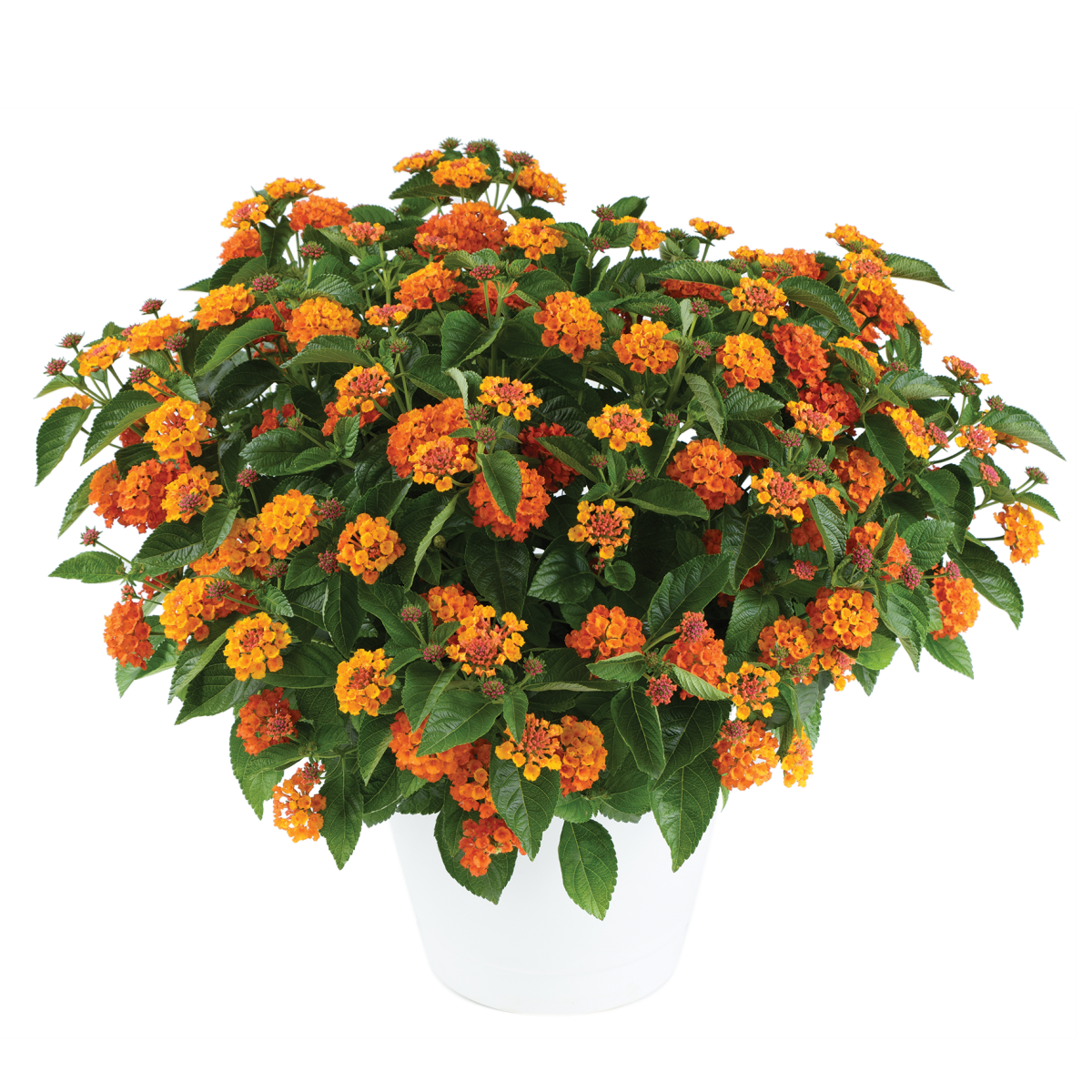 GEM™ Citrine - Danziger