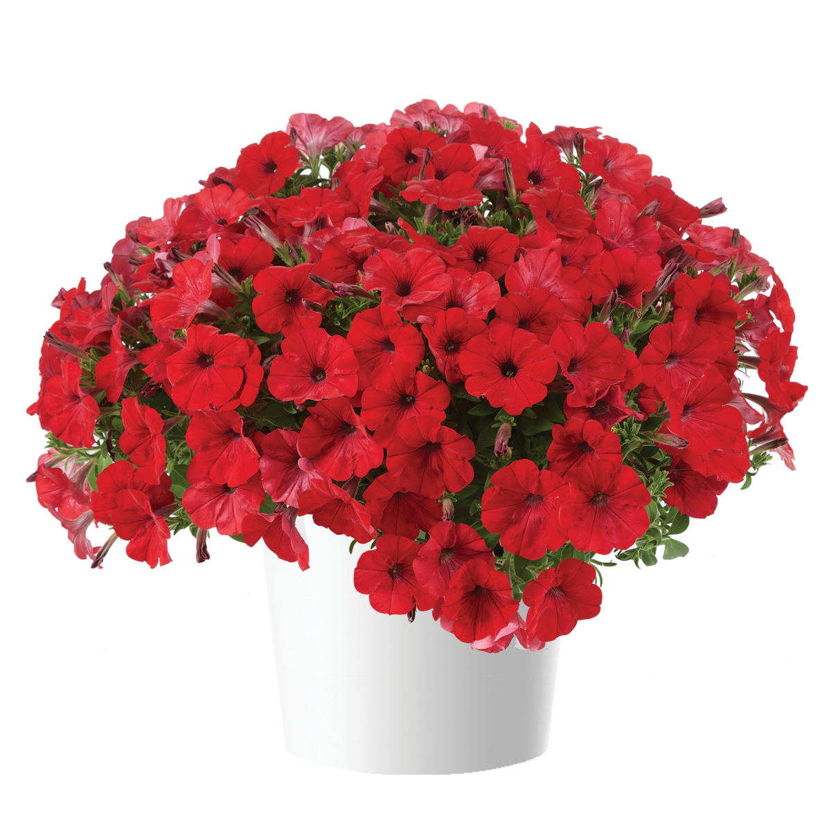 CAPELLA™ Mulberry - Danziger