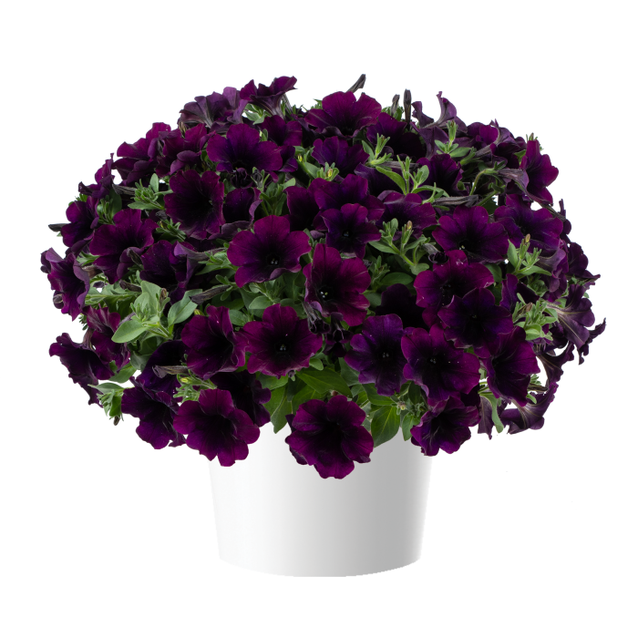 CAPELLA™ Series Archives - Danziger