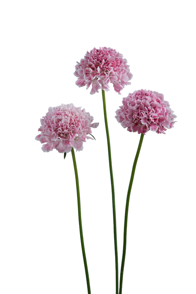 BON BON SCOOP™ series - Danziger