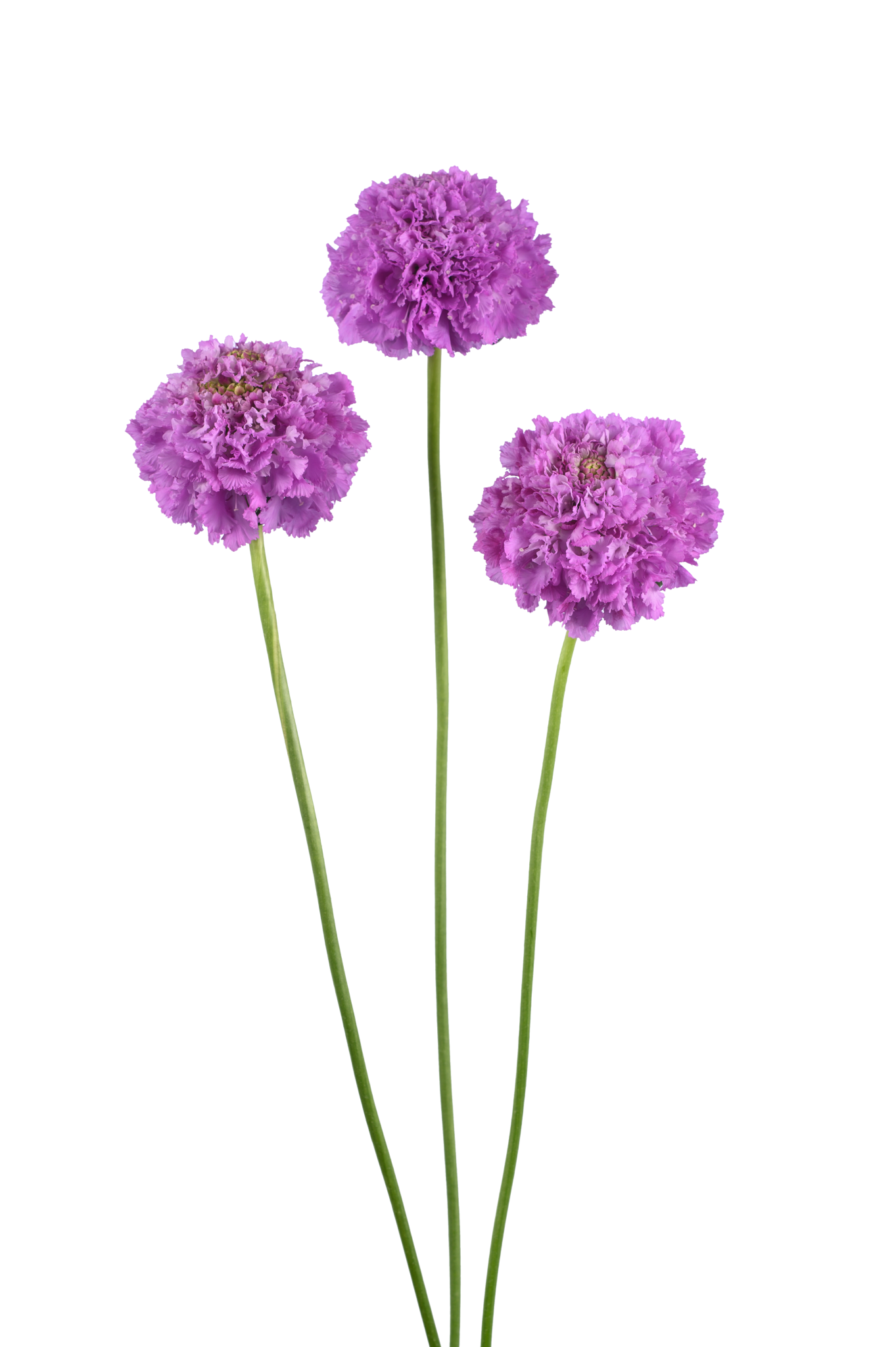 BON BON SCOOP™ series - Danziger