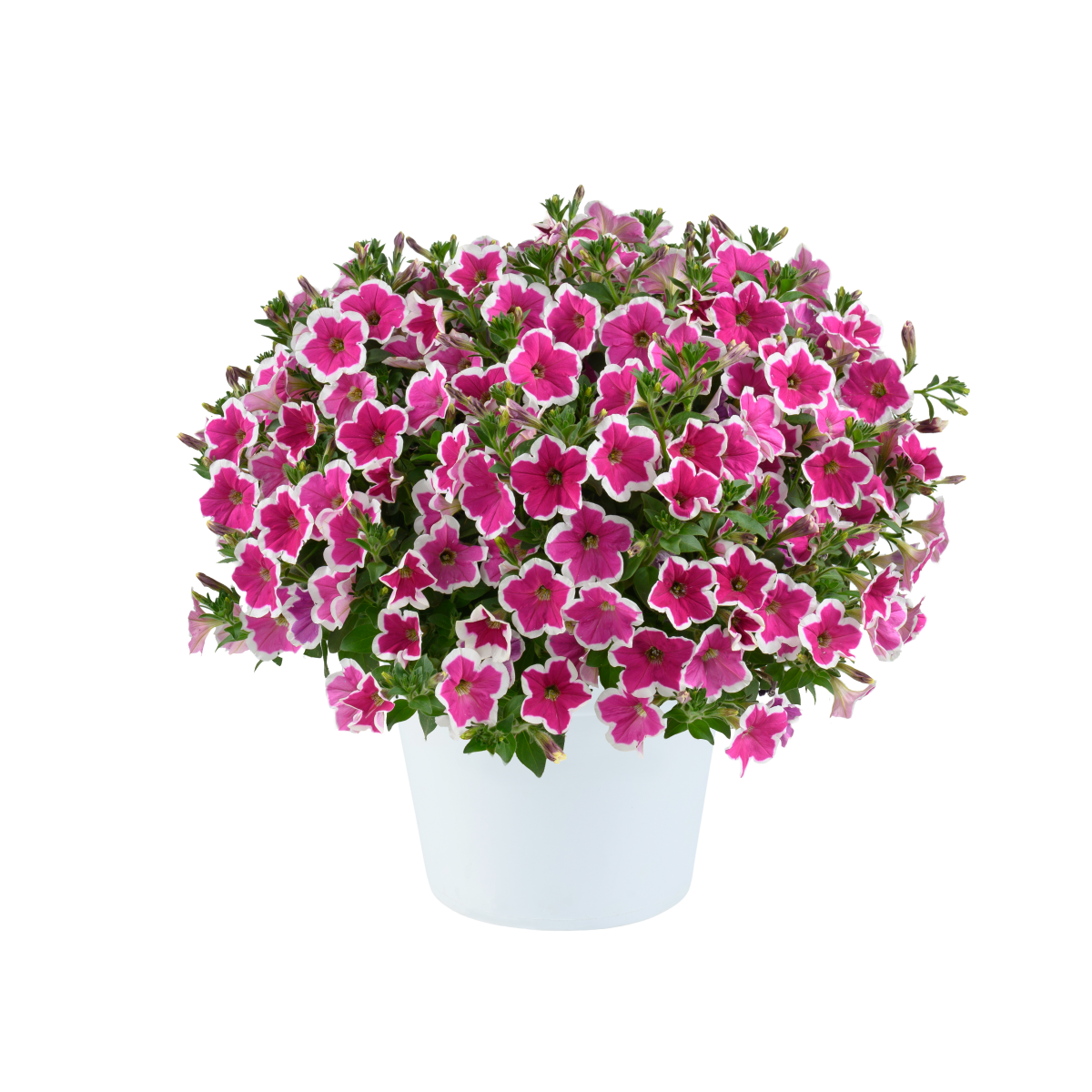 CAPELLA™ Rim Fuchsia - Danziger