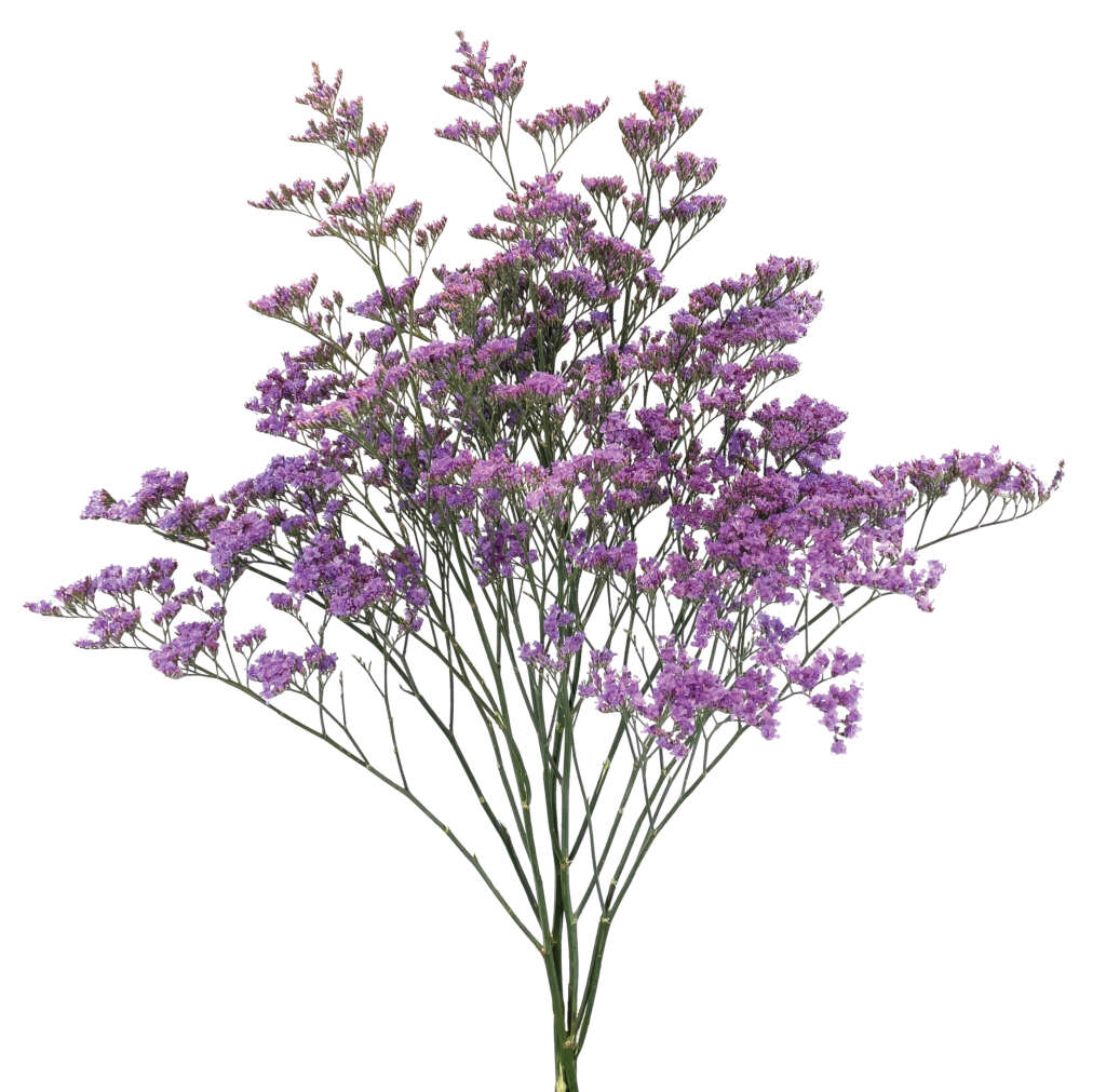 SAFORA™ Series - Danziger