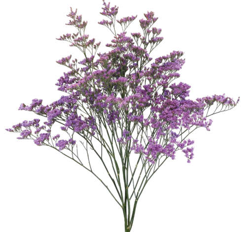 SAFORA™ CLASSIC BLUE - Danziger