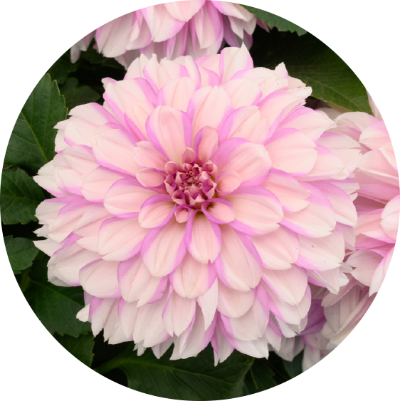 CHÉRIE™ Series Archives - Danziger