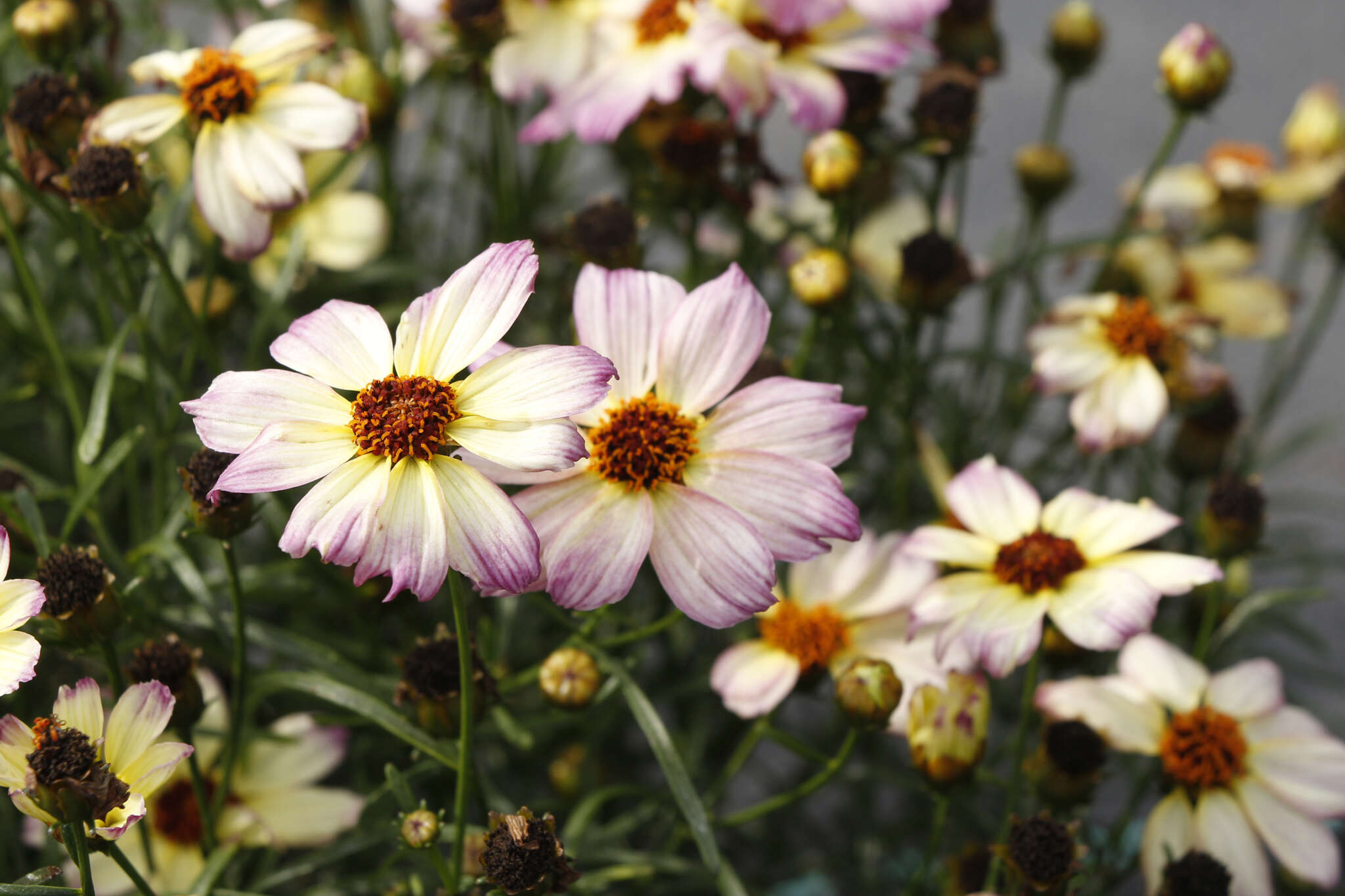 More Coreopsis varieties - Danziger