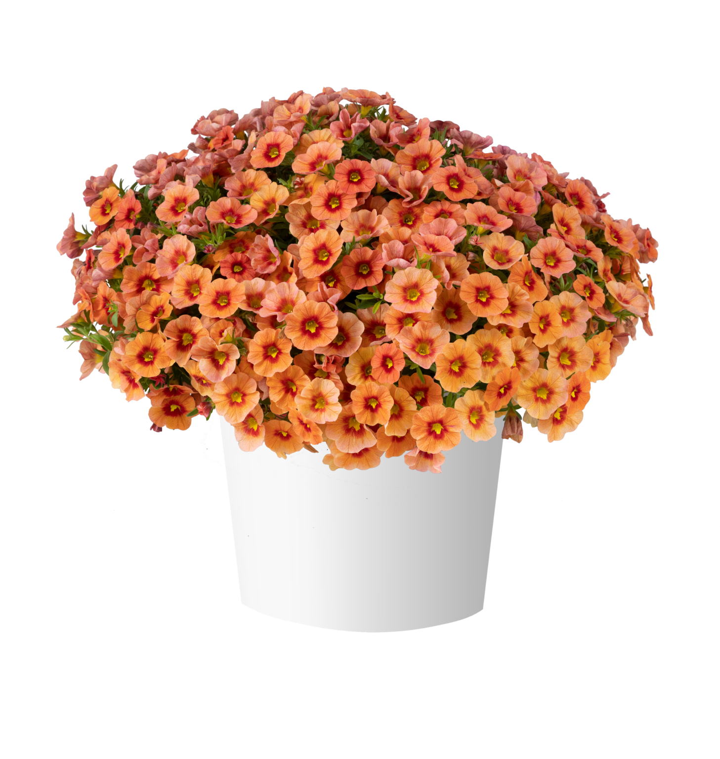 EYECONIC™ Strawberry - Danziger