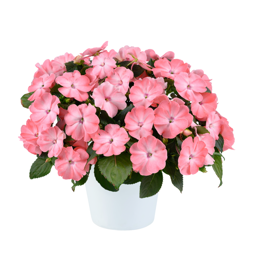 SOL LUNA PRIME™ Series - Danziger