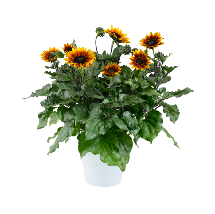 SOL SEEKER™ Series - Danziger