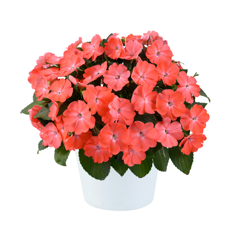 SOL LUNA PRIME™ Series - Danziger