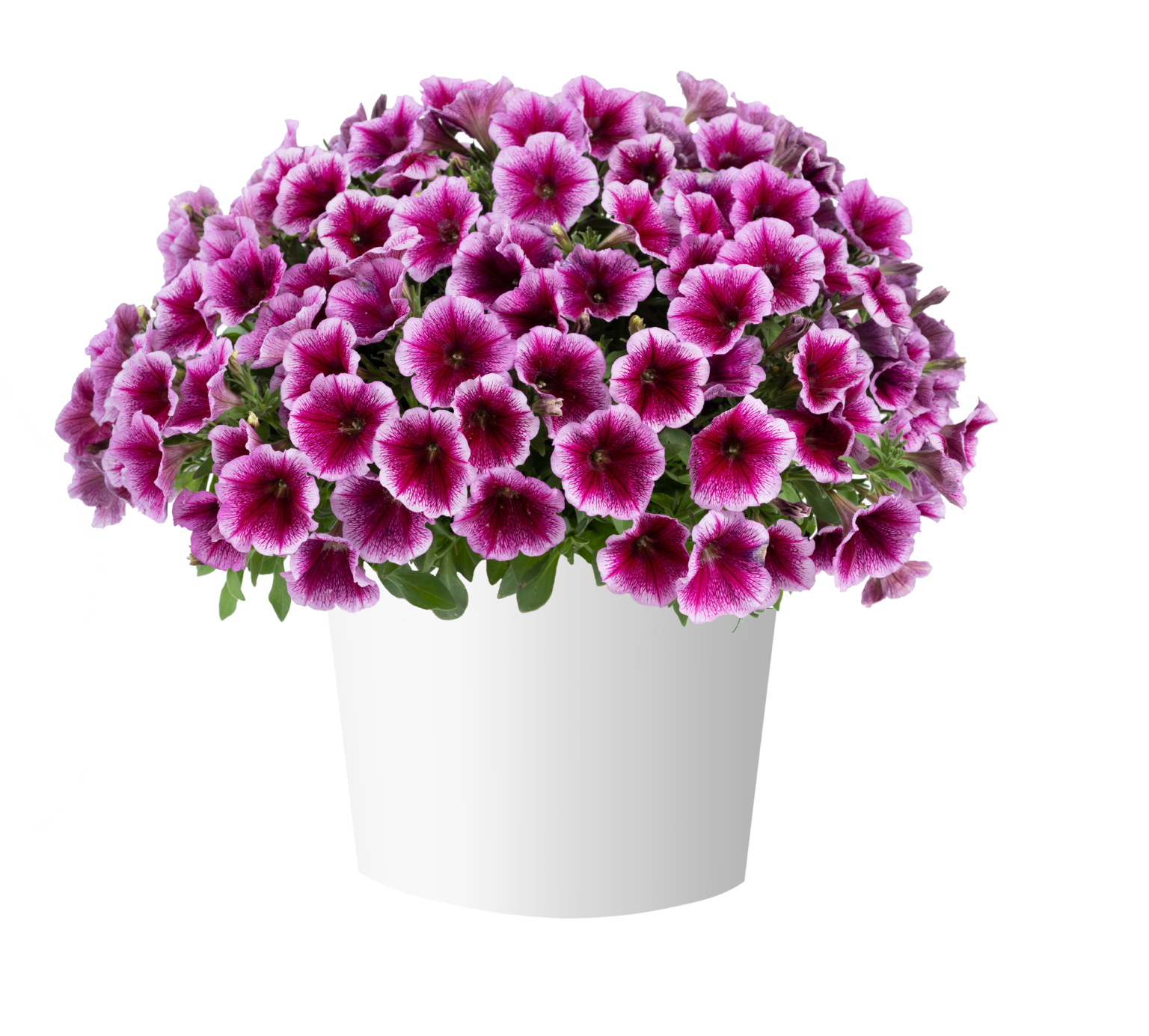 CAPELLA™ Series - Danziger