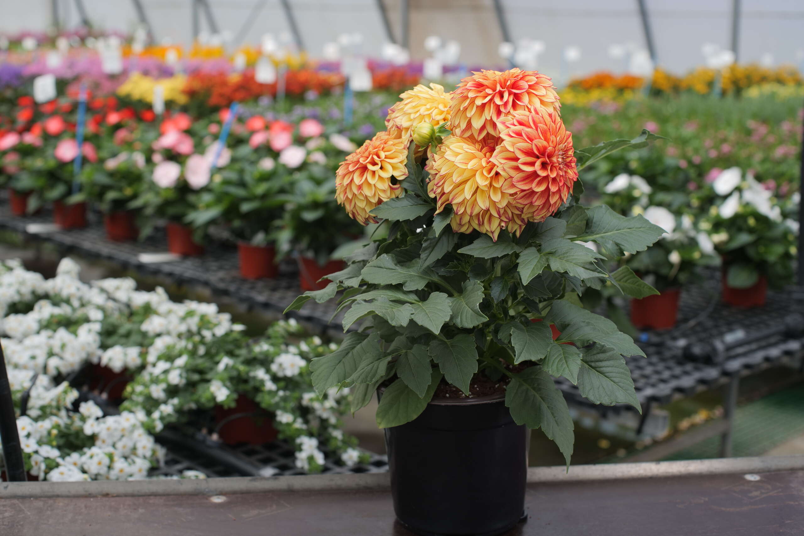 SunPatiens® Compact Tropical Rose - Danziger