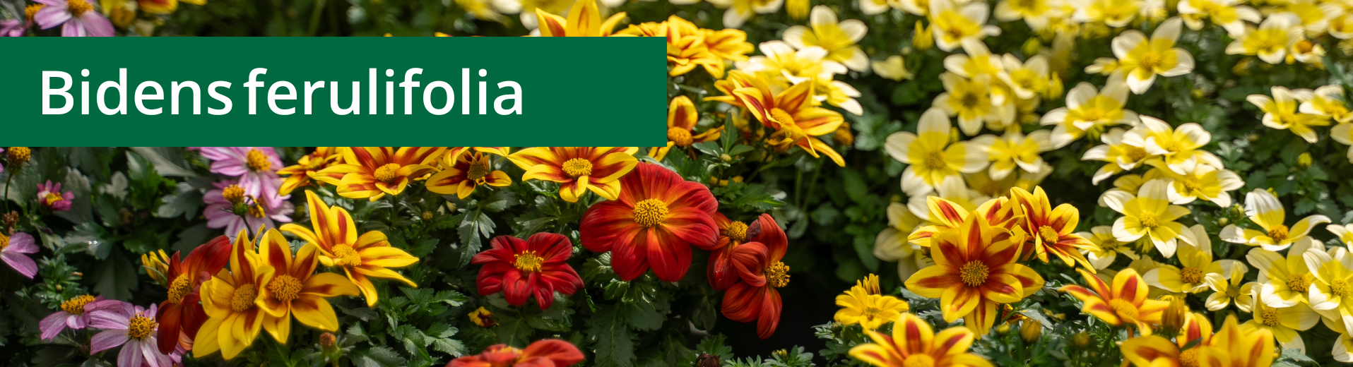 Bidens ferulifolia - Danziger
