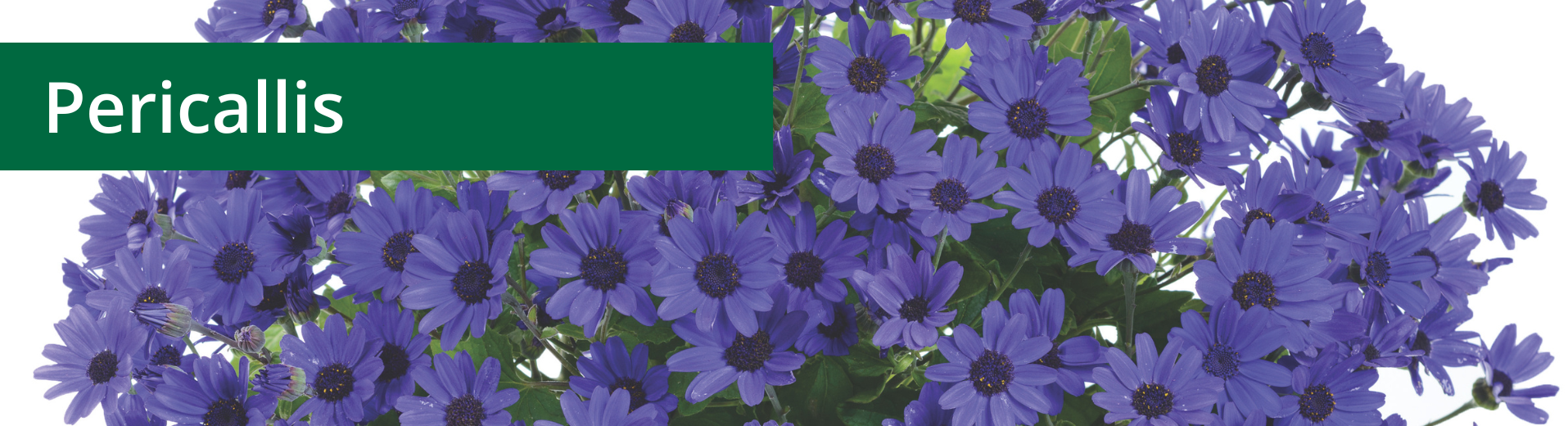 Pericallis hybrida - Danziger