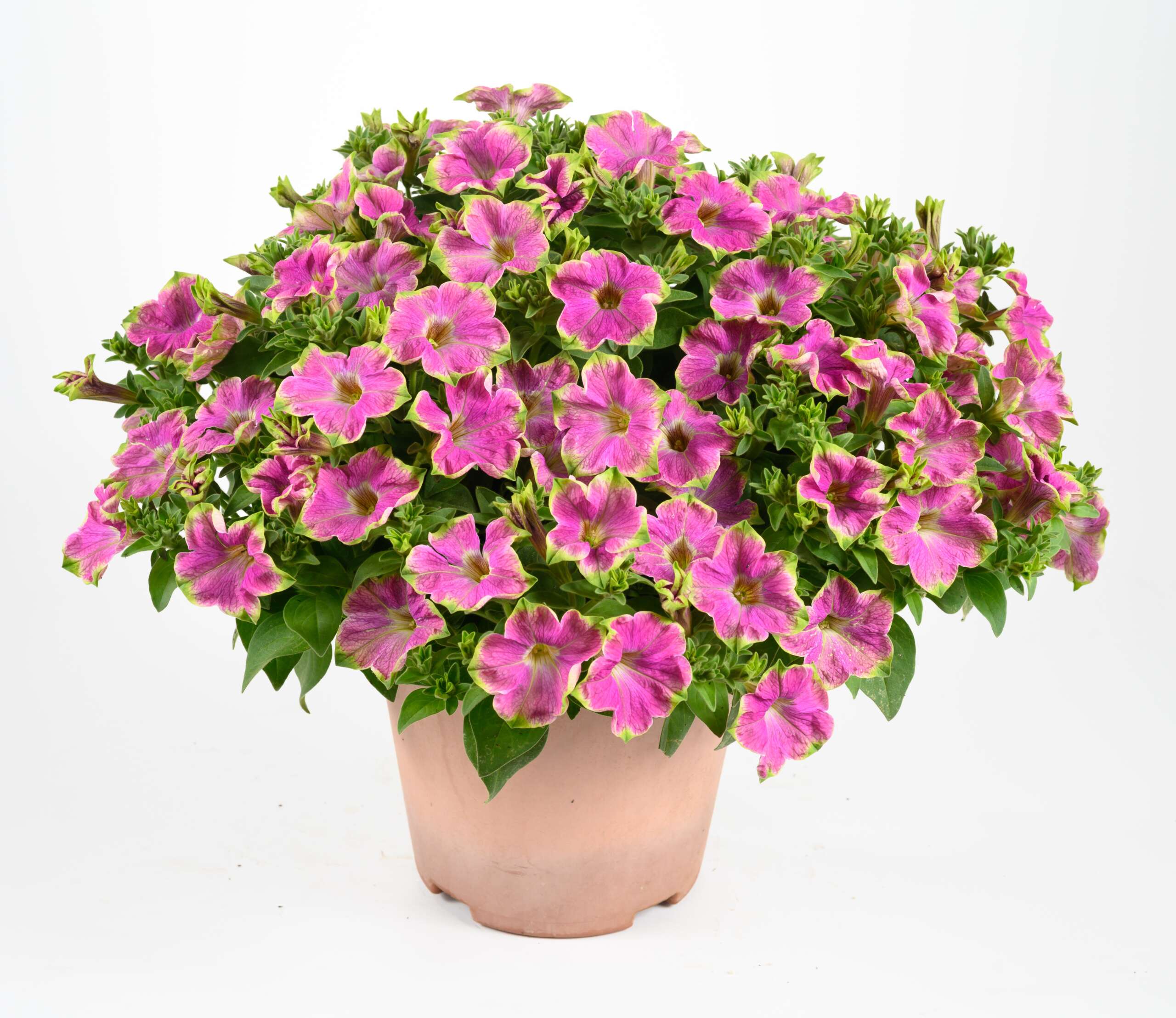 Trinity™ Sunset - Danziger