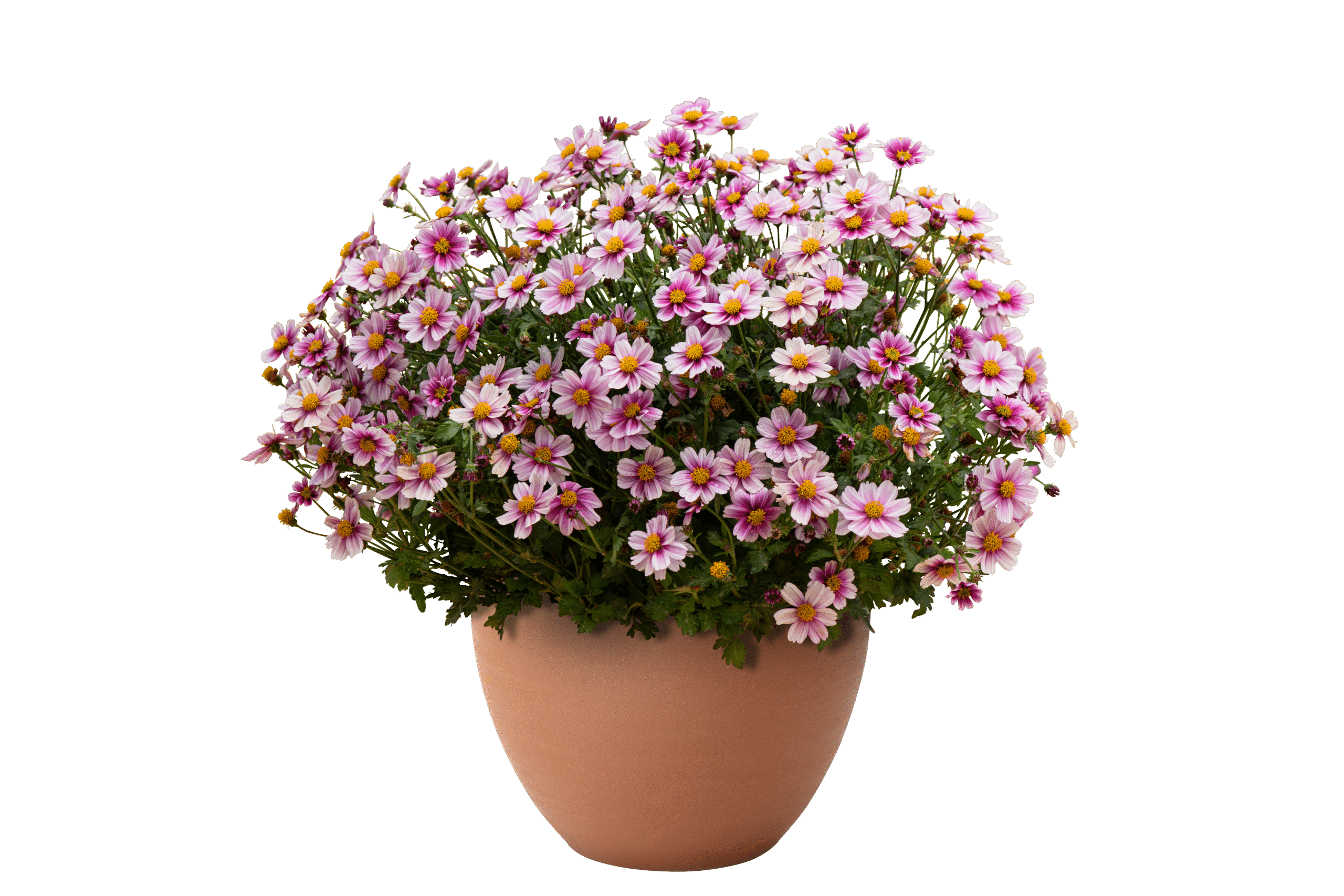 Vanessa™ Compact White - Danziger